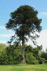 El piñon Araucaria Araucana | Xrecetas